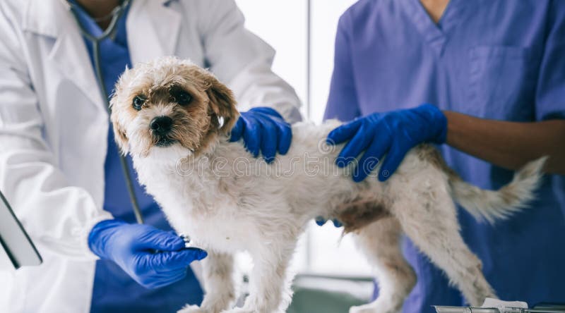 Veterinary Laboratories - Injection Dogs Stock Photo - Image of ...