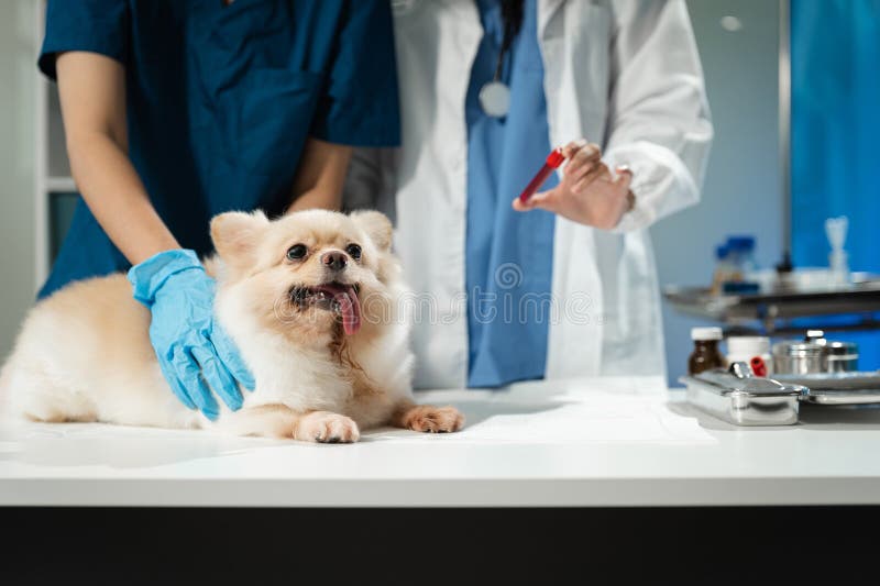 Veterinary Laboratories - Injection Dogs Stock Photo - Image of ...