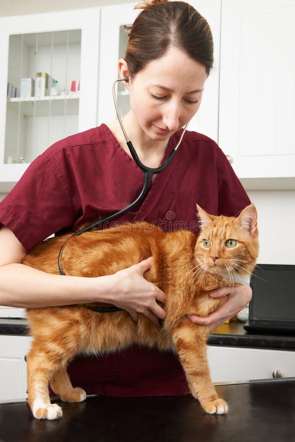 Veterinary Nurse Examining Cat in Surgery Stock Image - Image of people ...