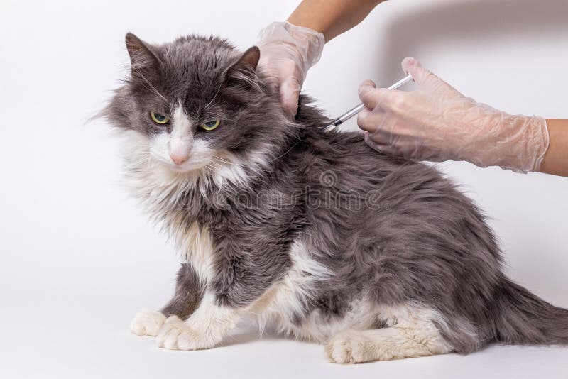 Veterinary Nurse Giving Cat Injection Stock Photo - Image of kitty ...