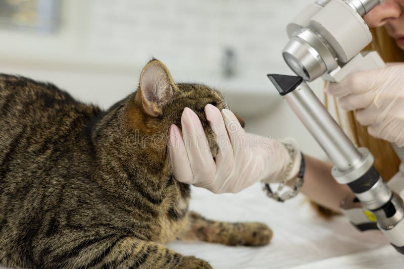 A Veterinary Ophthalmologist Examines a Cat S Eye Under a Microscope. a ...