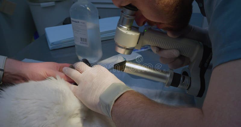 The Veterinary Ophthalmologist Examines the Eye of a Sedative Cat Using ...