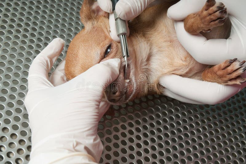 Veterinary Performing an Operation Stock Photo - Image of medical ...