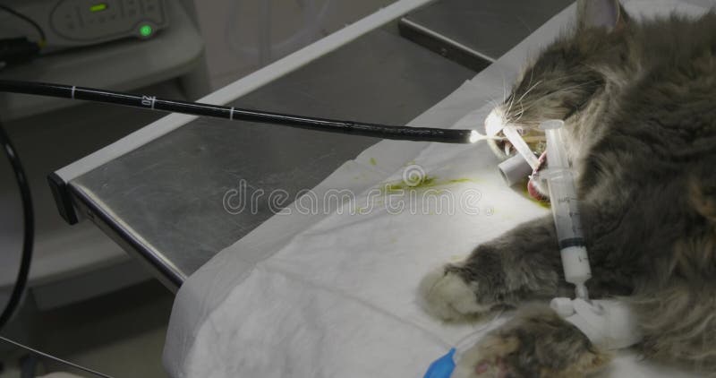 A Veterinary Professional Performing an Endoscopic Procedure on a ...