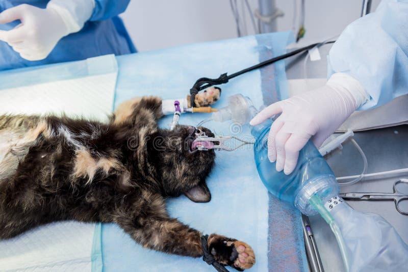 Veterinary Surgeon is Preparing Cat for Neutering Surgery. Stock Image ...