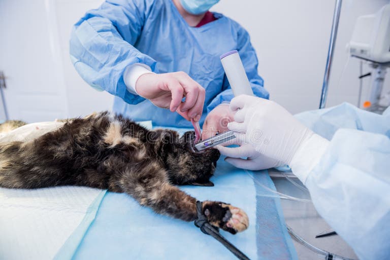 Veterinary Surgeon is Preparing Cat for Neutering Surgery. Stock Photo ...