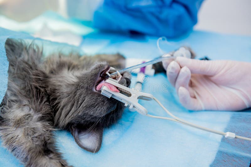 Veterinary Surgeon is Preparing Cat for Neutering Surgery. Stock Image ...
