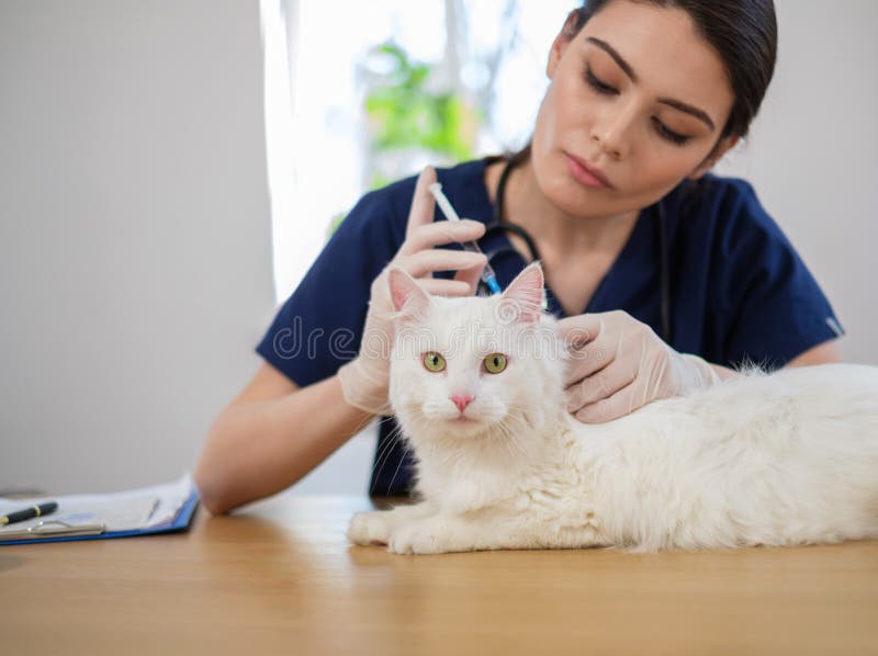Veterinary Surgeon and White Cat at Vet Clinic Stock Photo - Image of ...