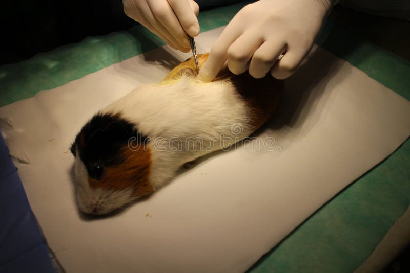 Dog With Dermoid Cyst On Back Of The Neck In Anesthesia On Operating ...