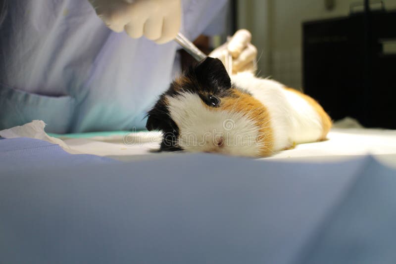 Dog with Dermoid Cyst on Back of the Neck in Anesthesia on Operating ...