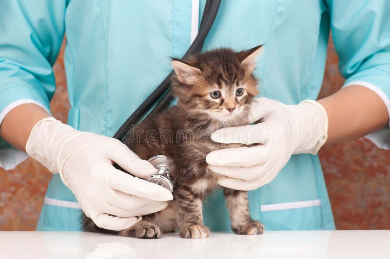 Animal Doctor Closeup with Pets Stock Photo - Image of examination ...
