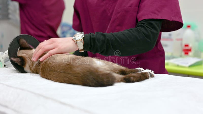 The Veterinarian Inserts an Endotracheal Tube into the Dog S Trachea. a ...