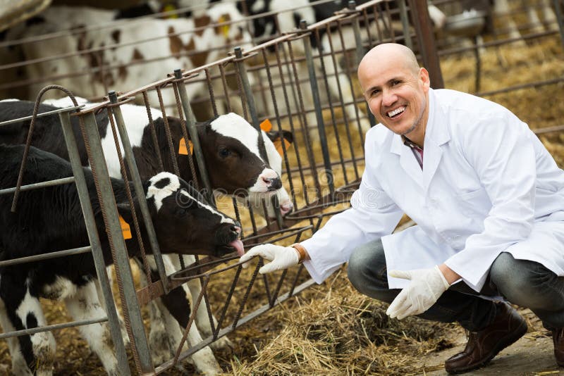 Veterinary Technician Taking Care of Calves Stock Photo - Image of ...