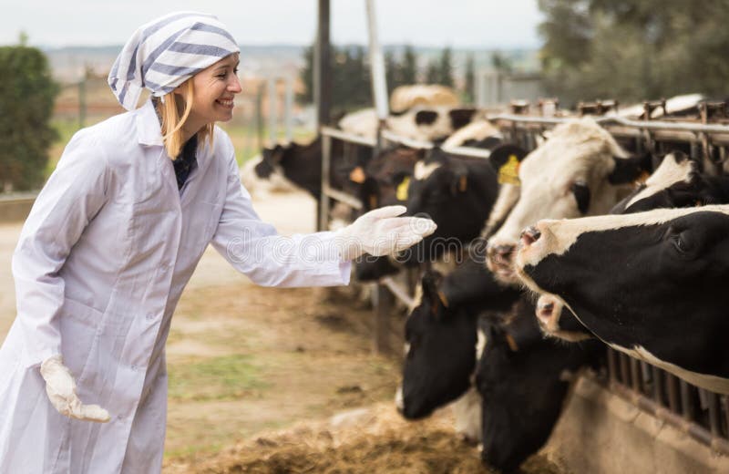Female Technician Dairymaid Operating Machine Milking in Livestock Barn ...