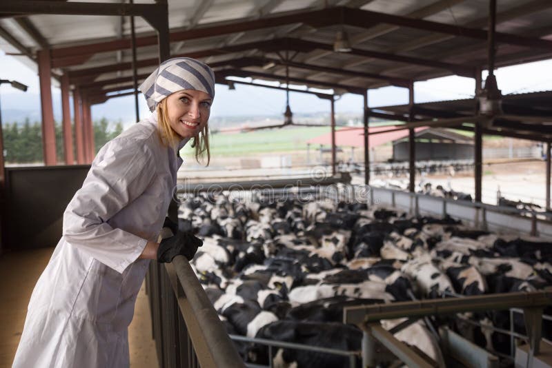 Veterinary Technician Working with Cows in Livestock Farm Stock Photo ...