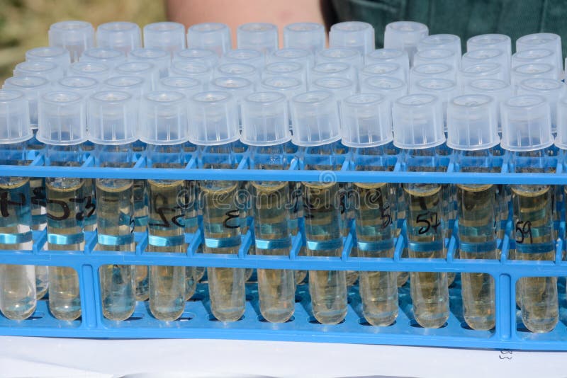 Veterinary test tubes stock photo. Image of avian, disease - 73249068