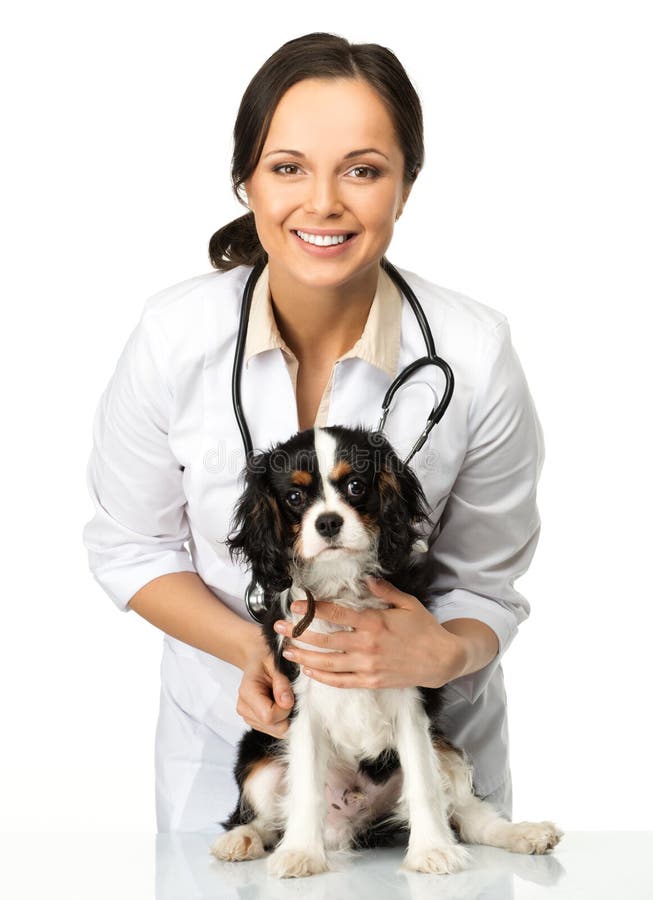 Veterinary Woman with Spaniel Stock Photo - Image of clinic, practice ...