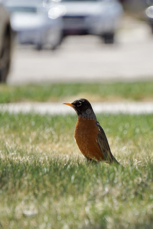 Vetical Shot of an American Robin Bird Perched on a Grassy Field Stock ...