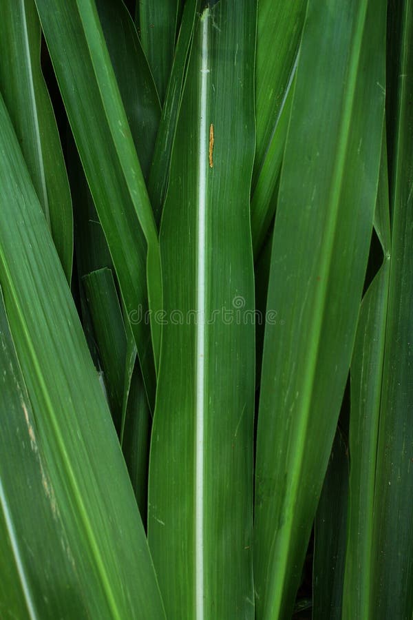 Vetiver stock image. Image of color, design, surface - 34563461