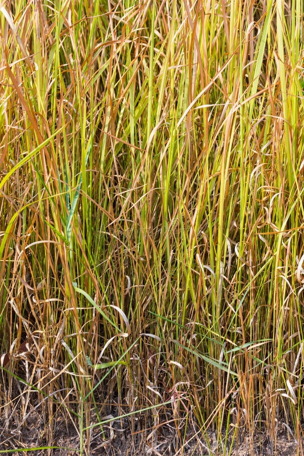 Vetiver Grass (Vetiveria Zizanioides). Stock Image - Image of grove ...