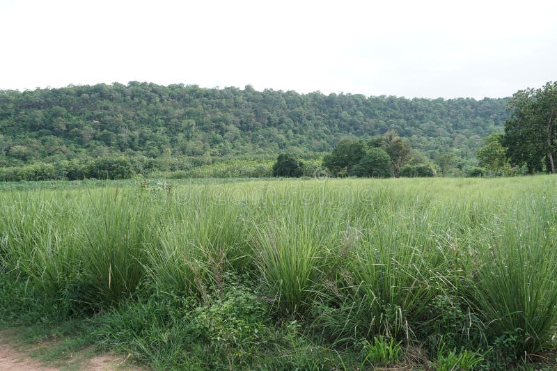 Vetiver Grass is Grown in the Orchard Stock Photo - Image of growth ...