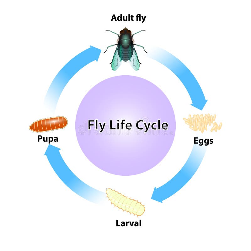 Vetor Do Ciclo De Vida Da Mosca No Fundo Branco Ilustração do Vetor ...