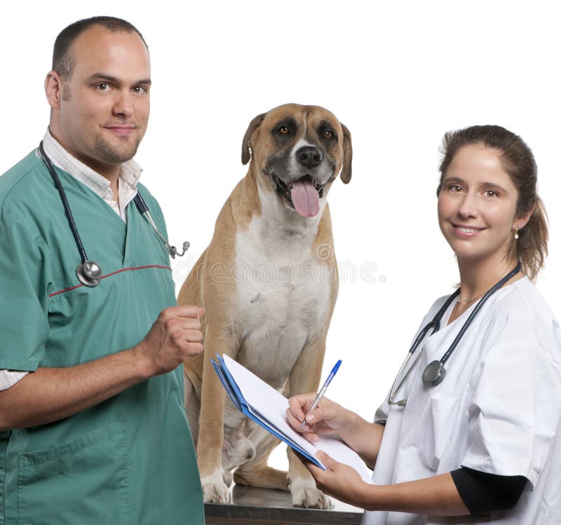 Vet Giving an Injection To a Crossbreed Dog Stock Photo - Image of ...