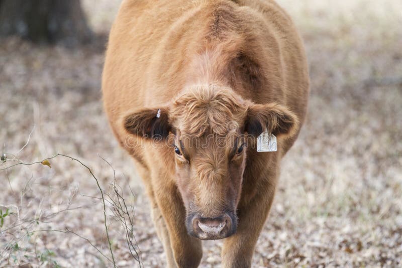 Vette koe stock afbeelding. Afbeelding bestaande uit kalf - 3197865