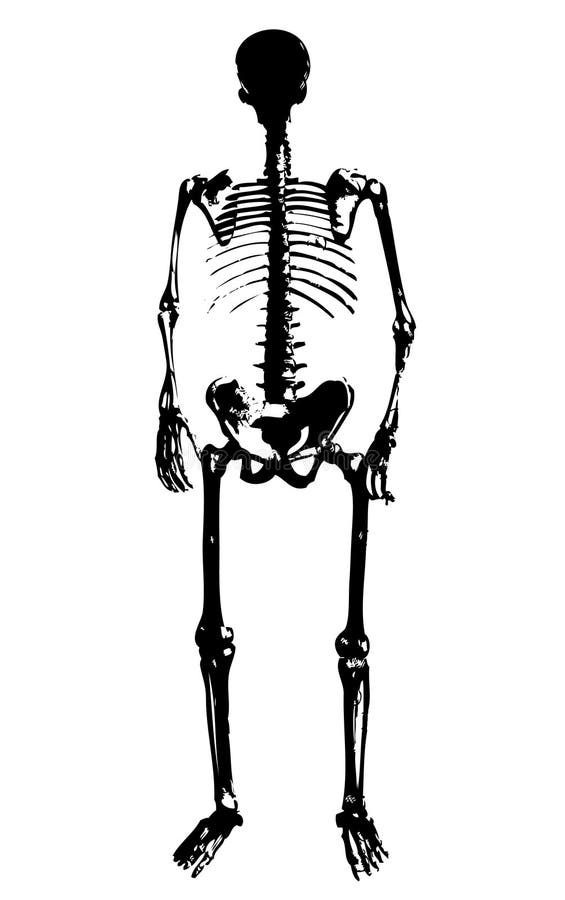 Vettore di scheletro illustrazione vettoriale. Illustrazione di ...