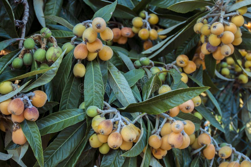 Loquat tree with fruits stock photo. Image of healthy - 105961814