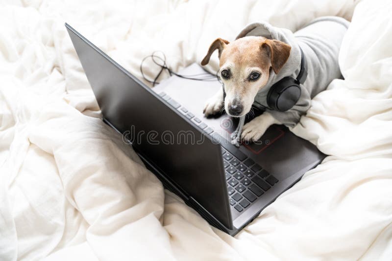 Computer dog stock image. Image of isolated, animal, clever - 43558611