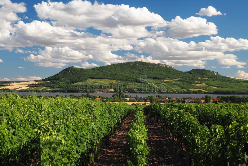 Viñedos, Moravia Del Sur, República Checa Foto de archivo - Imagen de ...