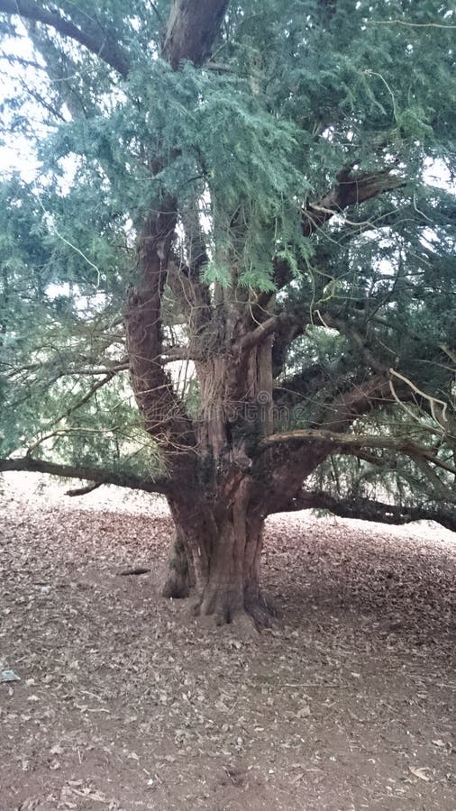 Vi stock image. Image of winter, park, febuary, time - 50131873