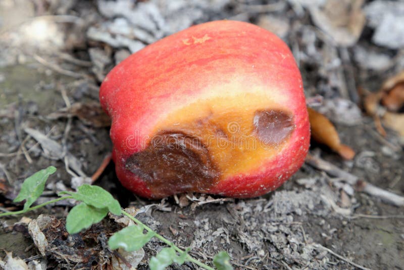 109 Manzana De La Descomposición En La Tierra Fotos de stock - Fotos ...