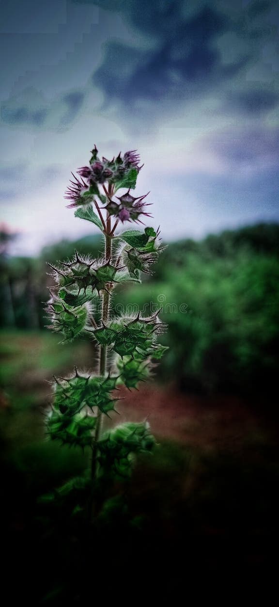 Vibe stock image. Image of vibe, cloud, evening, natural - 161784379