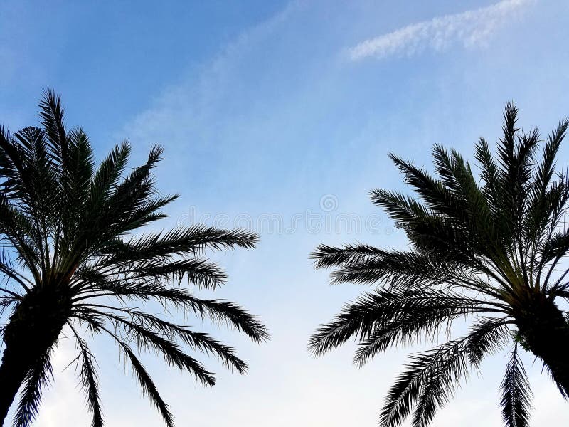 Vibe stock photo. Image of view, tree, vibe, palms, tropical - 160793362
