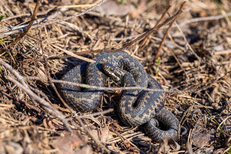 Viper snake on the ground stock image. Image of soil - 216992653