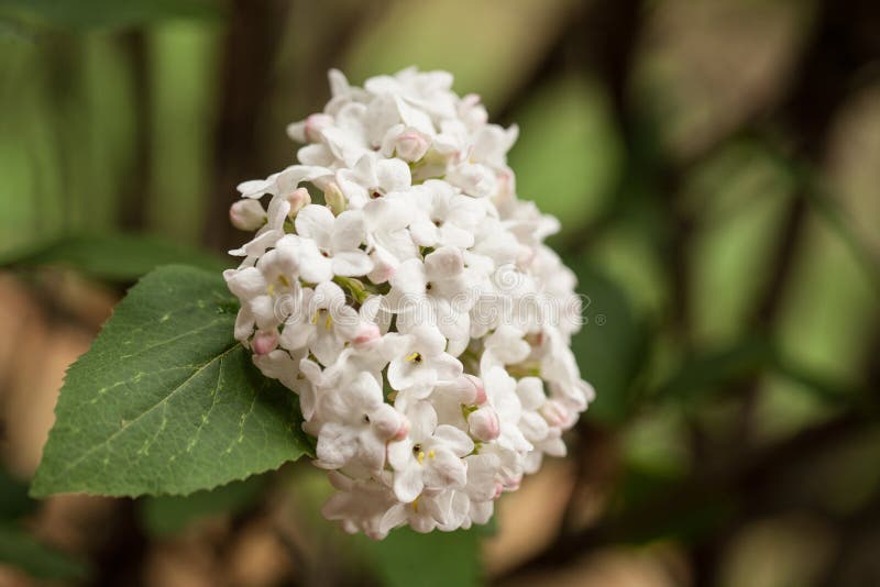 Vibernum Flower Cluster in Spring Stock Photo - Image of gift ...