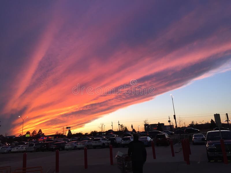 Vibrancy stock photo. Image of branches, flower, evening - 54234218