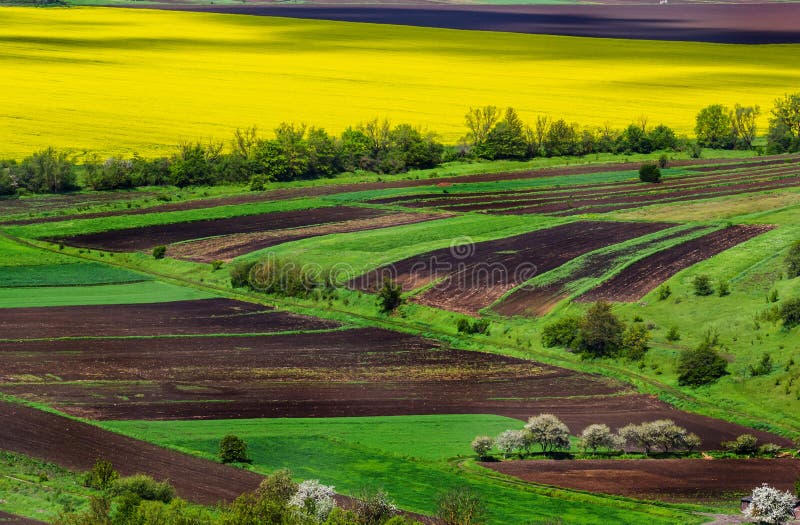 Vibrant Agricultural Landscape with Undulating Fields of Green, Yellow ...