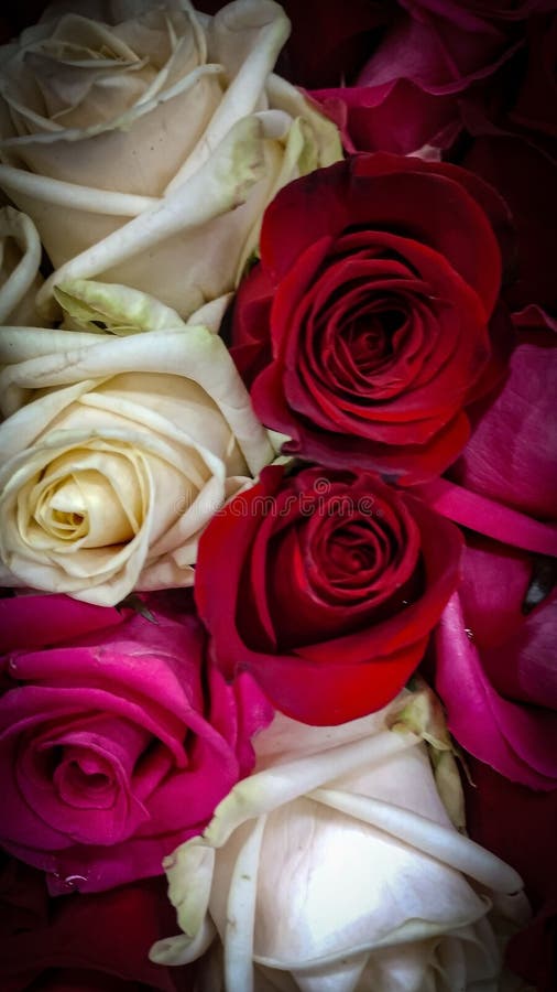 Vibrant Arrangement of Red and White Roses Stock Photo - Image of ...