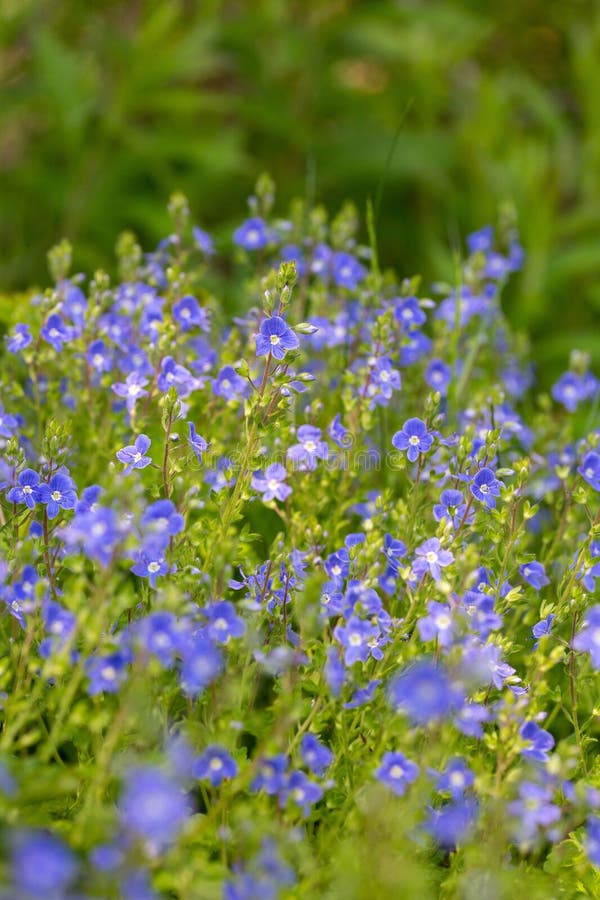 Vibrant Array of Blue Blossoms Lay in a Green Field. Veronica ...