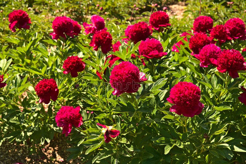 Vibrant Array of Pink Common Peonies Growing in a Garden Stock Photo ...