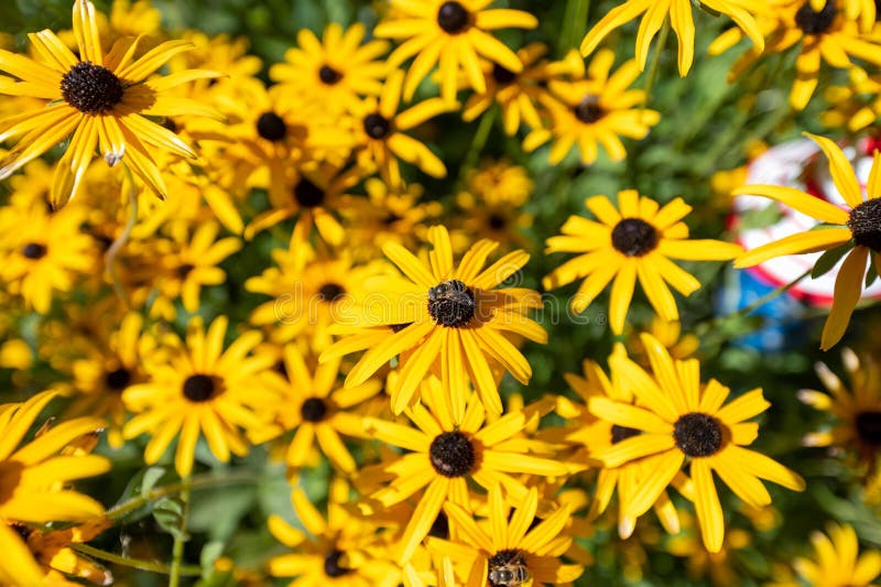 Vibrant Array of Yellow Rudbeckia Growing in the Garden Stock Photo ...