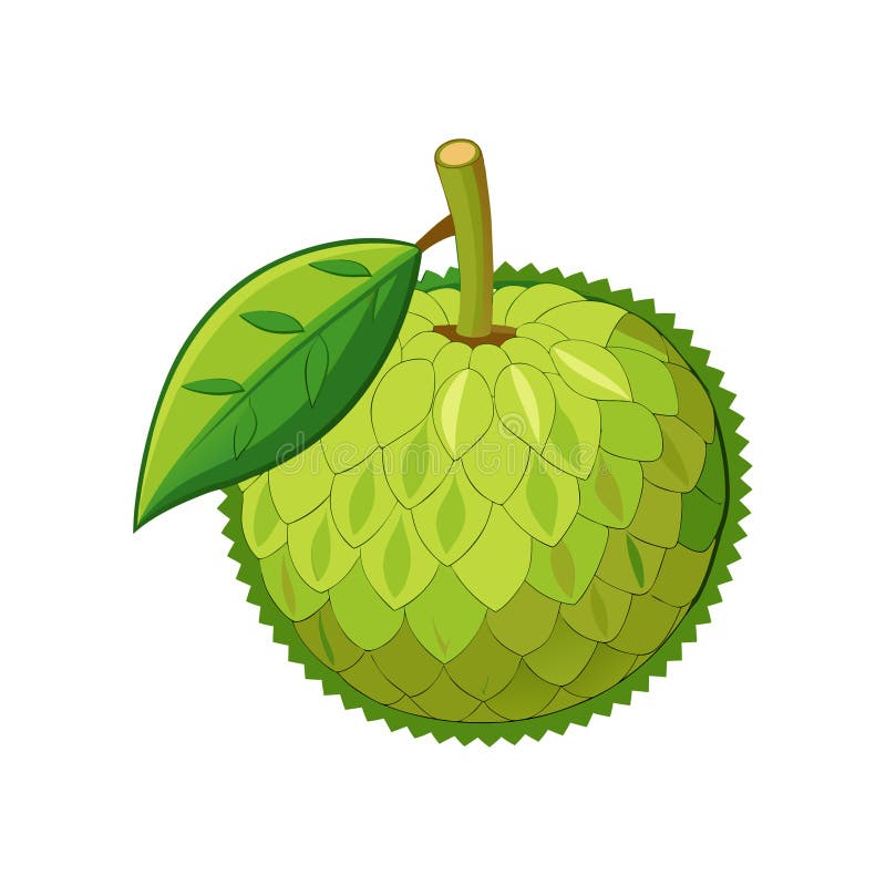 Vibrant Breadfruit Artwork for Unique Designs Stock Illustration ...