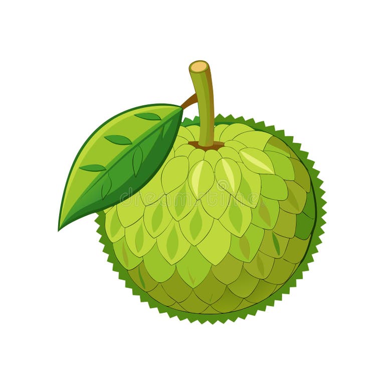 Vibrant Breadfruit Artwork for Unique Designs Stock Illustration ...