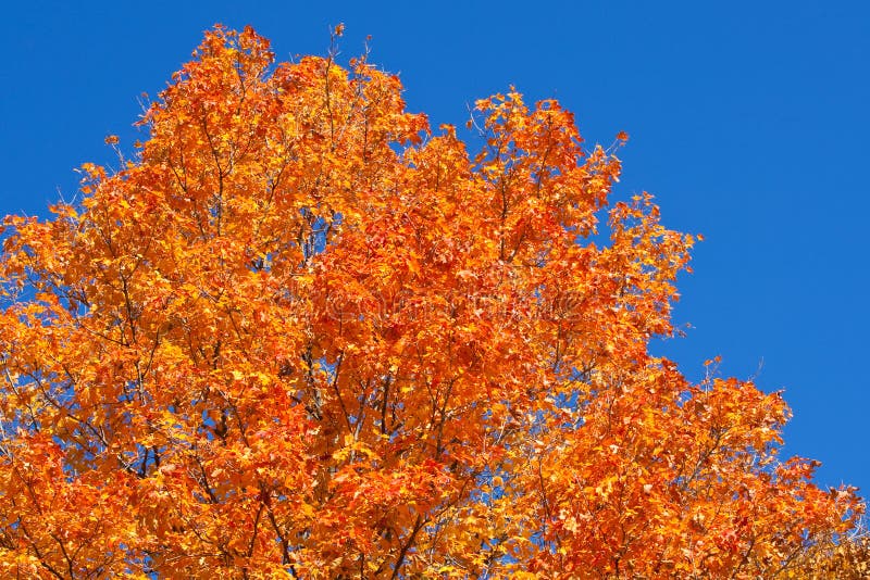 Vibrant autumn Colors stock image. Image of horizontal - 14502855