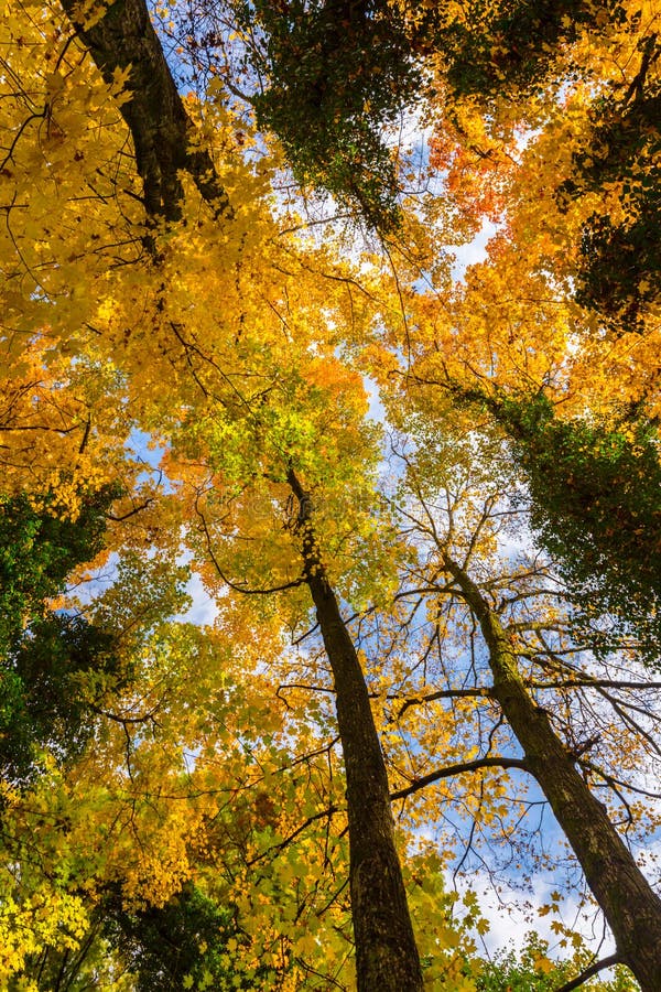 Vibrant Autumn Colors on a Sunny Day in the Forest Stock Photo - Image ...