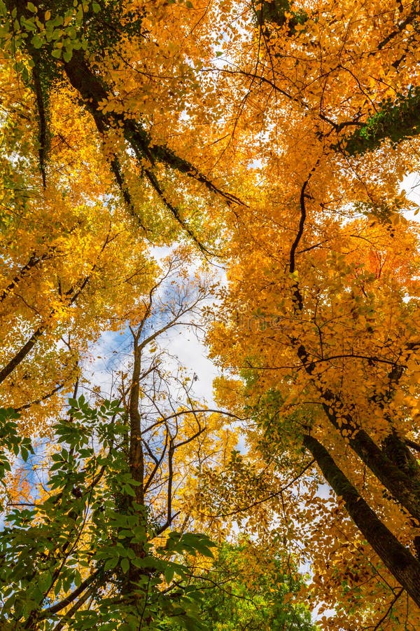 Vibrant Autumn Colors on a Sunny Day in the Forest Stock Photo - Image ...