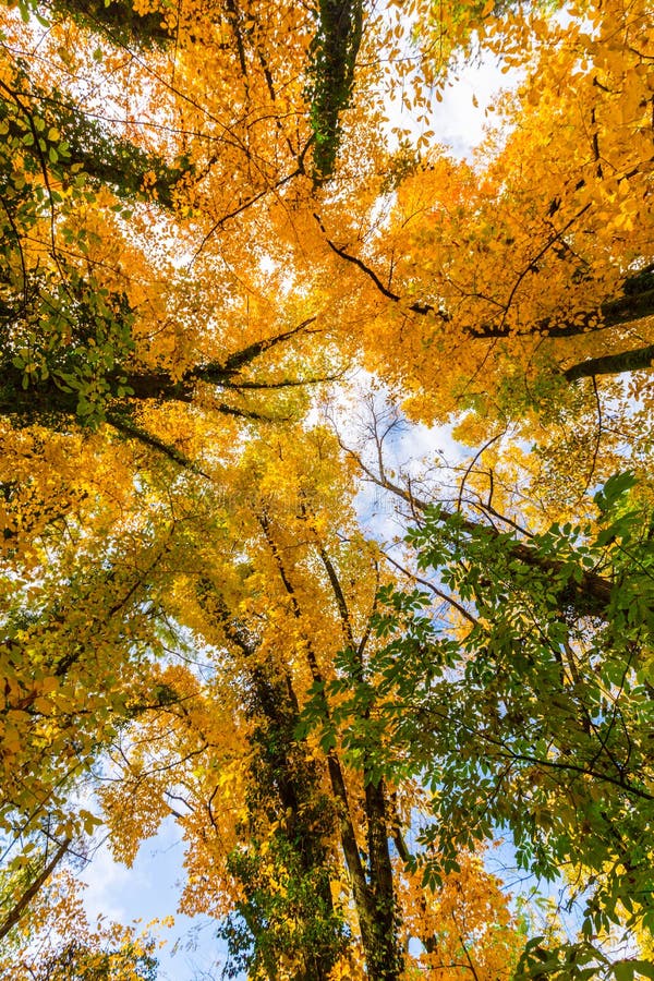 Vibrant Autumn Colors on a Sunny Day in the Forest Stock Image - Image ...